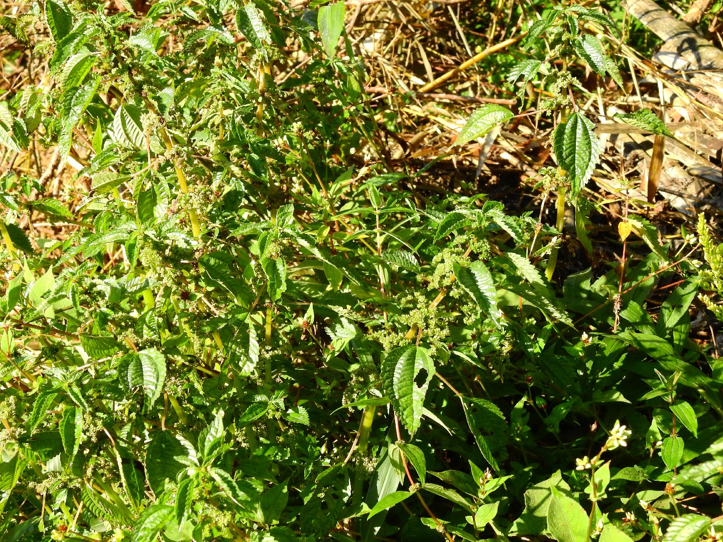 Clearweed (Pilea) Flower, Leaf, Care, Uses - PictureThis