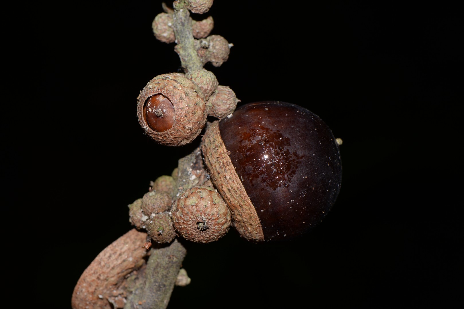 Stone oaks (Lithocarpus) Flower, Leaf, Care, Uses - PictureThis