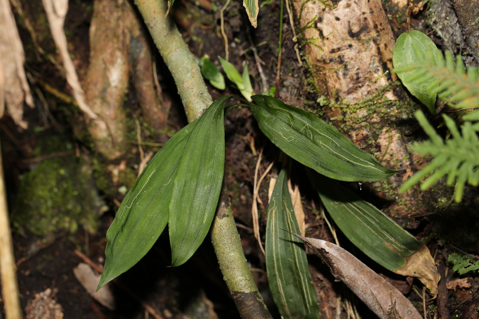 カレックス・スカポサ (Carex scaposa) 花言葉，毒性，よくある質問 - PictureThis