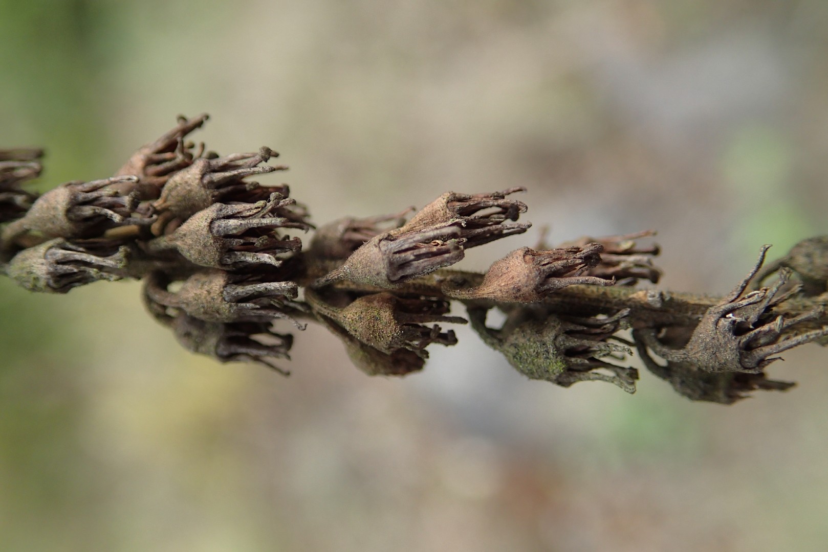 Itea yunnanensis - PictureThis