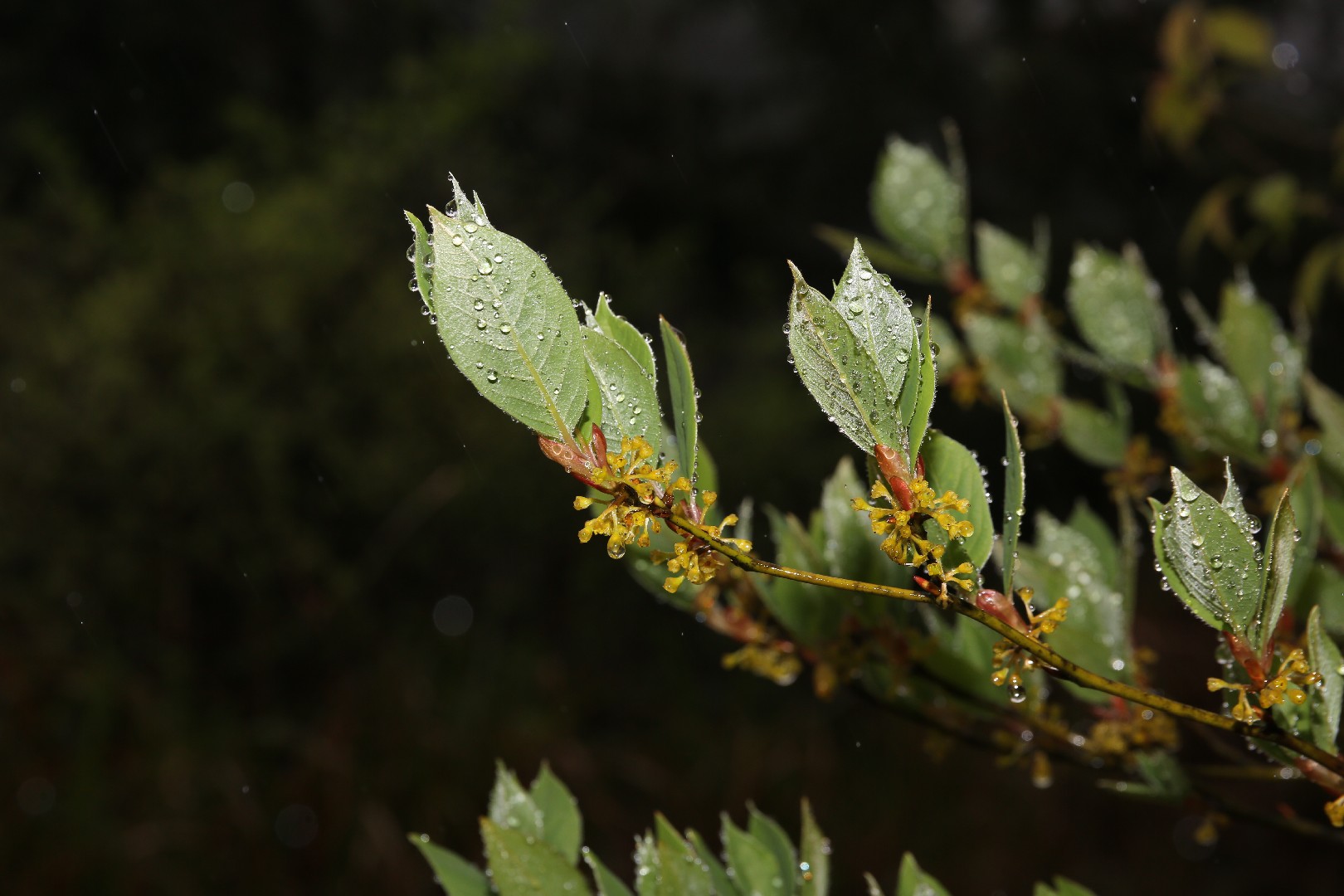 Litsea (Litsea) Flower, Leaf, Care, Uses - PictureThis