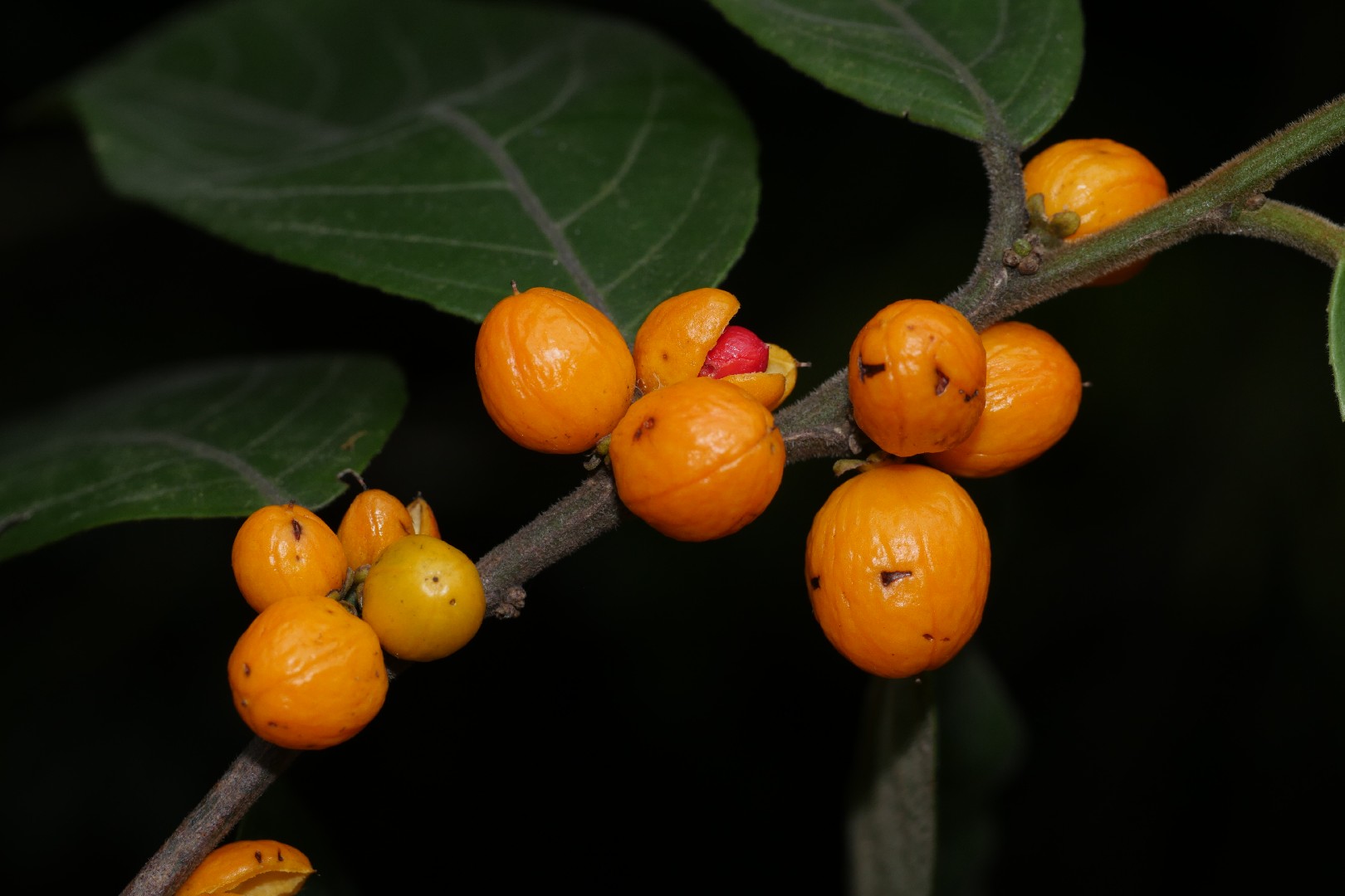 Casearia velutina - PictureThis