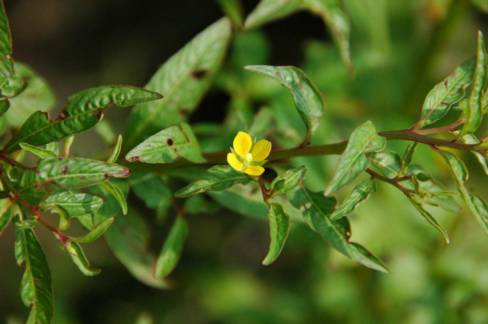 Ludwigia hyssopifolia - PictureThis