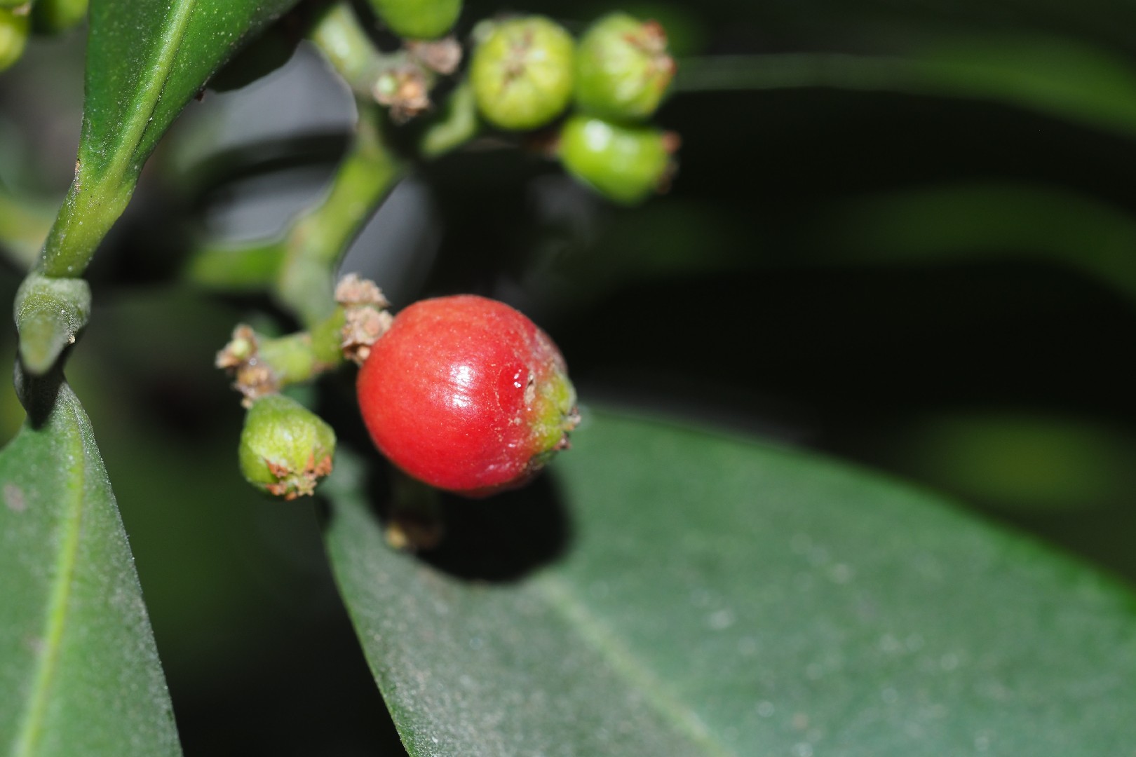 How to Plant and Grow Freshwater mangrove(Carallia brachiata)