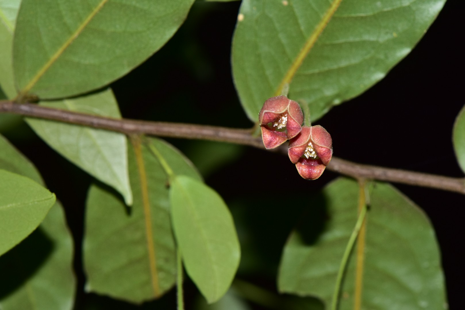 Miliusa sinensis - PictureThis