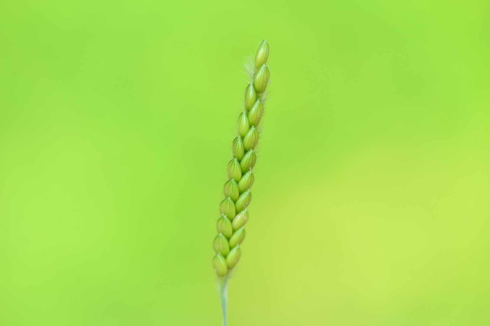 Eriochloa villosa - PictureThis