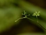 Acronema paniculatum - PictureThis