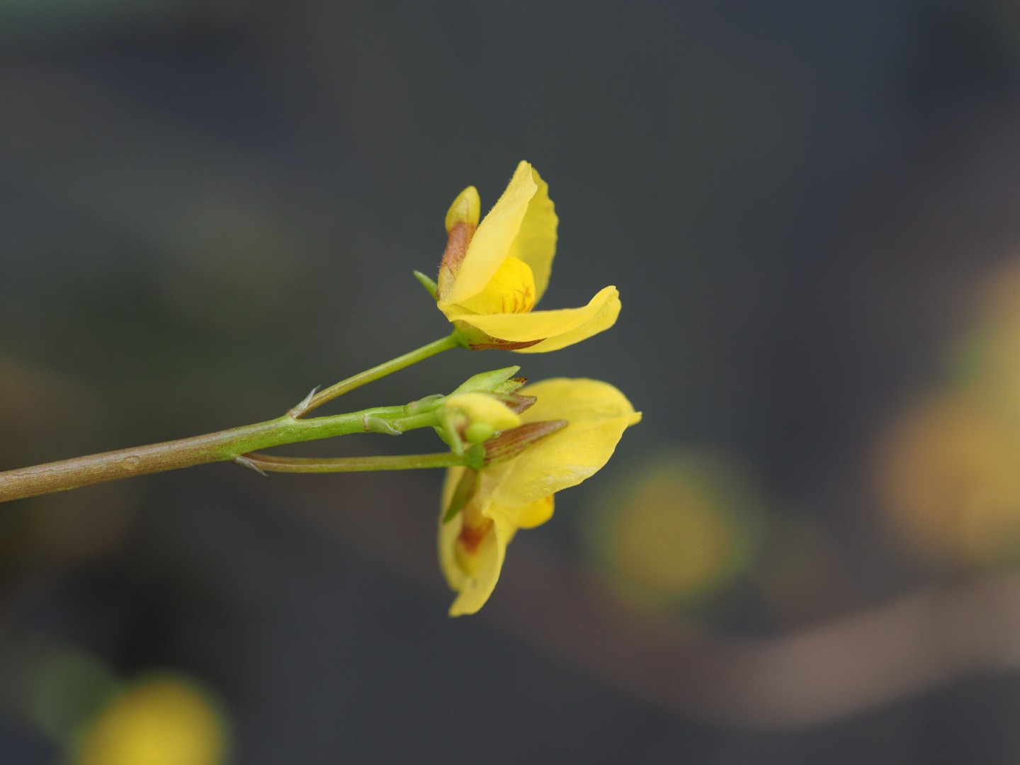 Utricularia Aurea