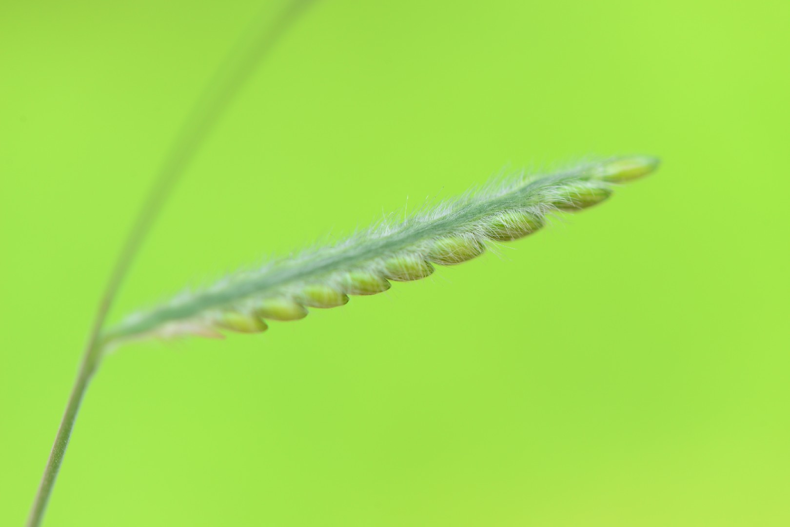 Eriochloa villosa - PictureThis