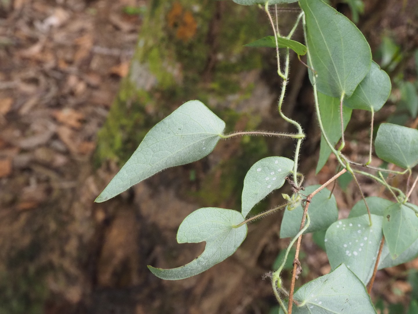 Cyclea racemosa - PictureThis