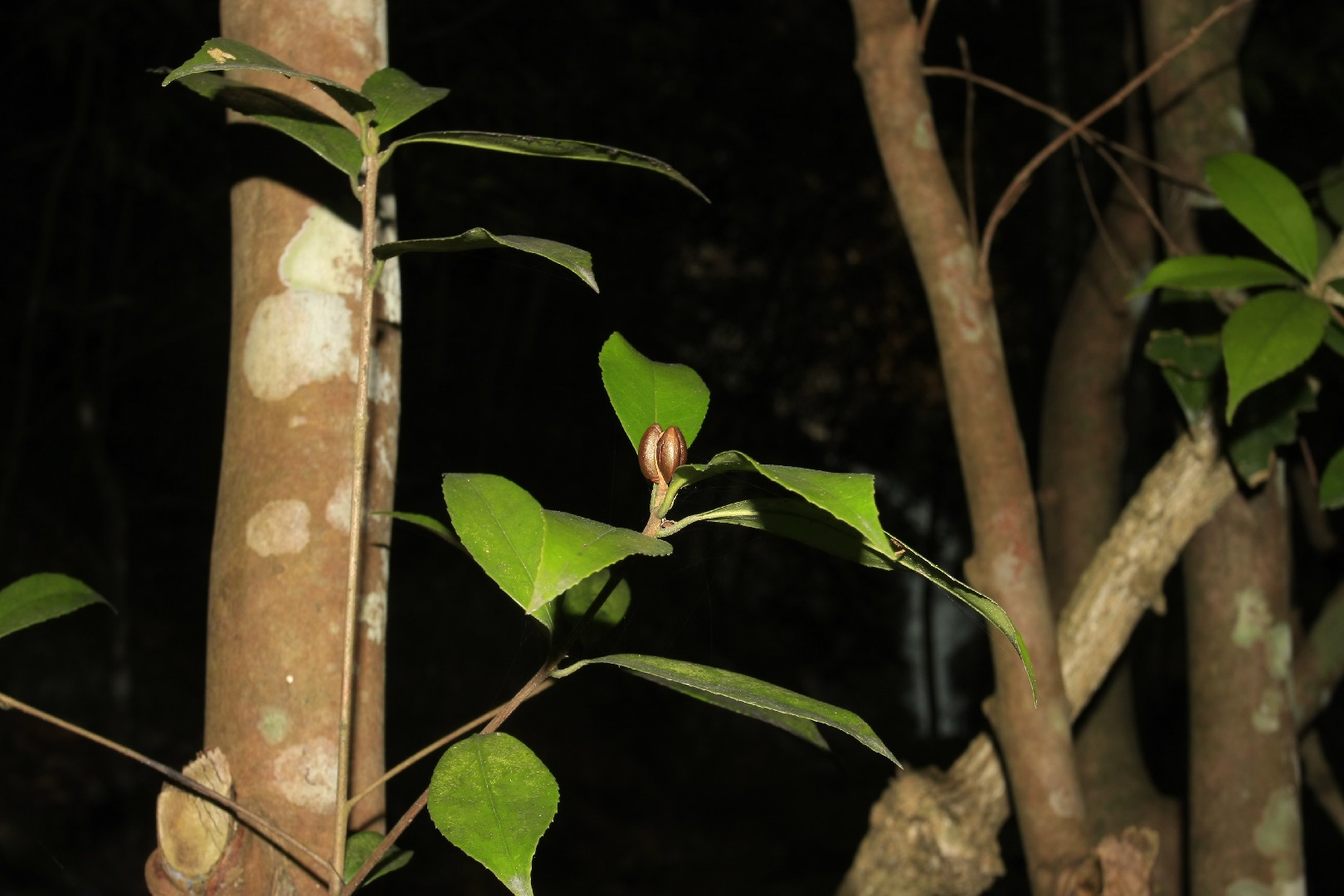 Pyrenaria Flower, Leaf, Care, Uses - PictureThis