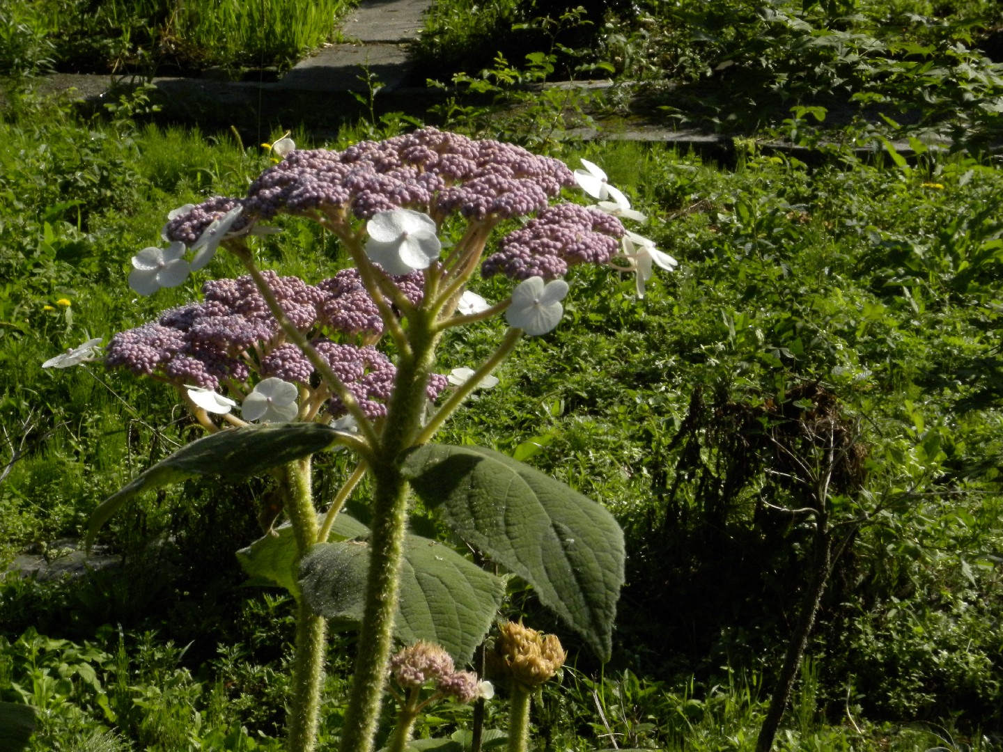 Hydrangea aspera subsp. robusta - PictureThis