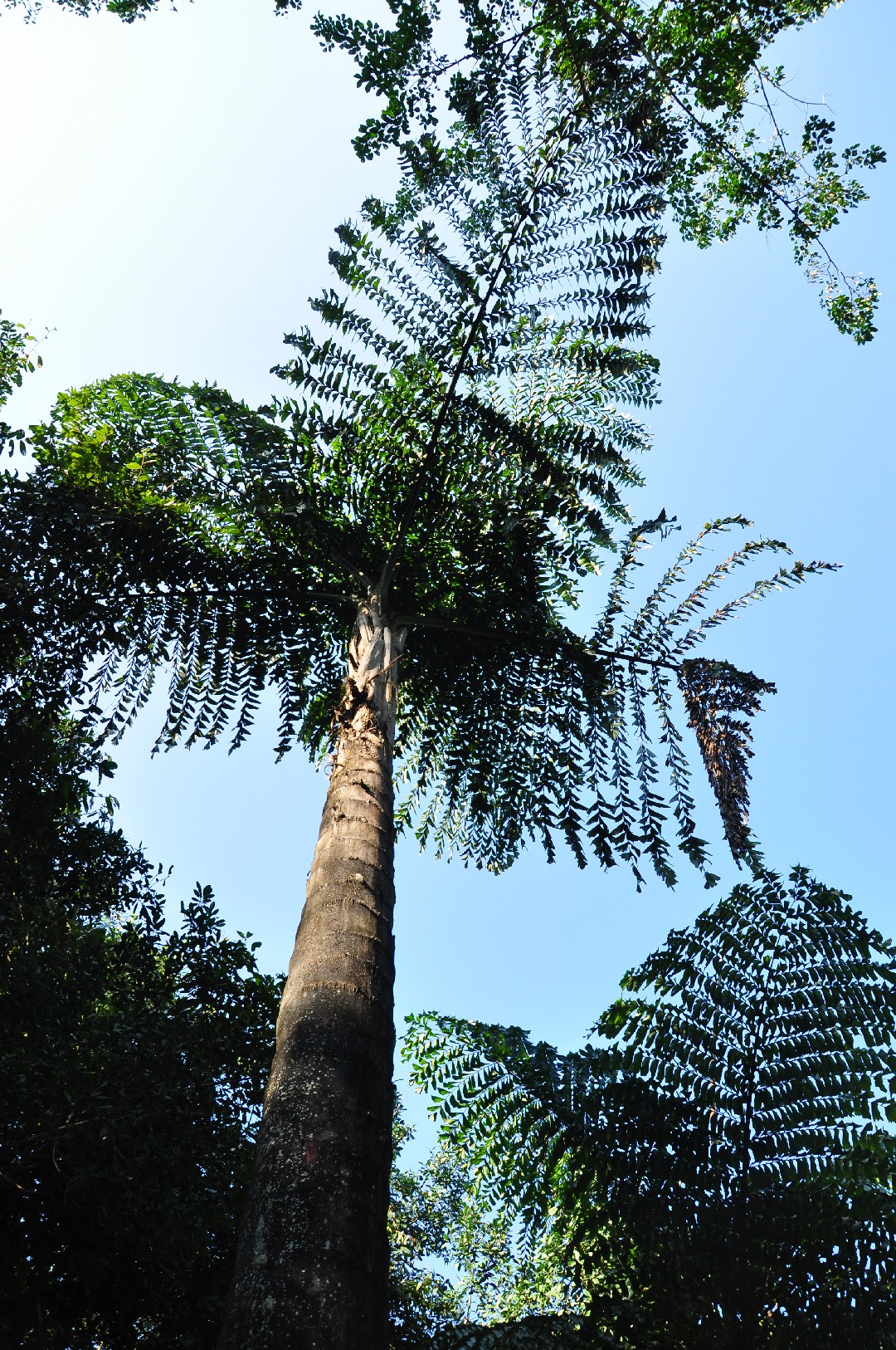 Giant Fishtail Palm