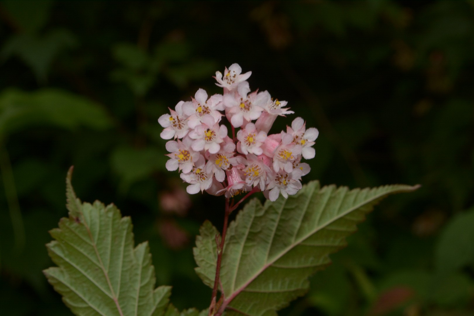 Neillia sinensis - PictureThis