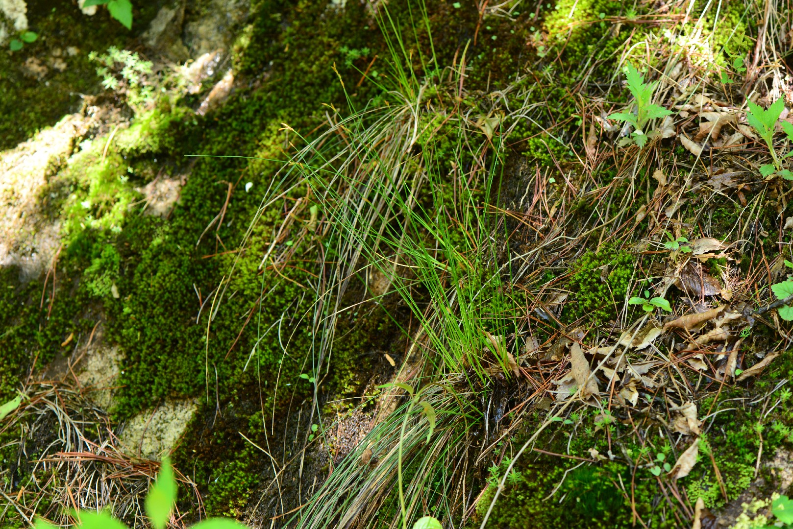 Trichophorum subcapitatum - PictureThis