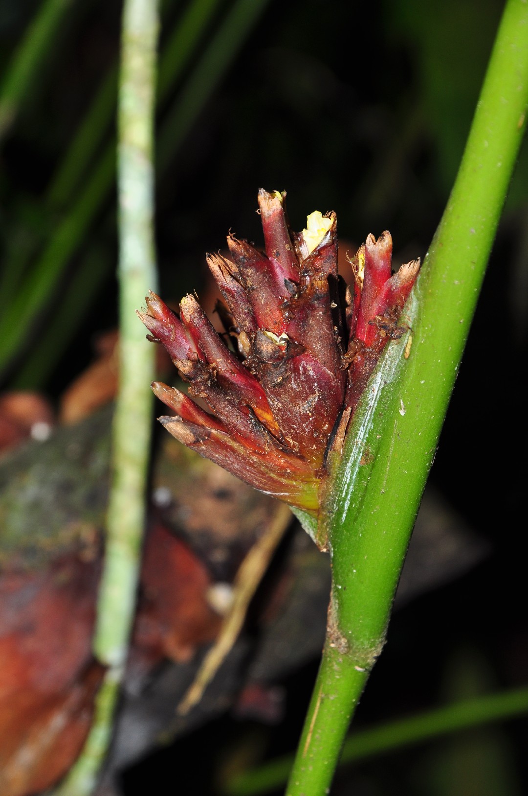 Packing leaf (Phrynium pubinerve) Flower, Leaf, Care, Uses - PictureThis