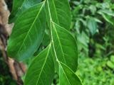 Suregada multiflora - PictureThis