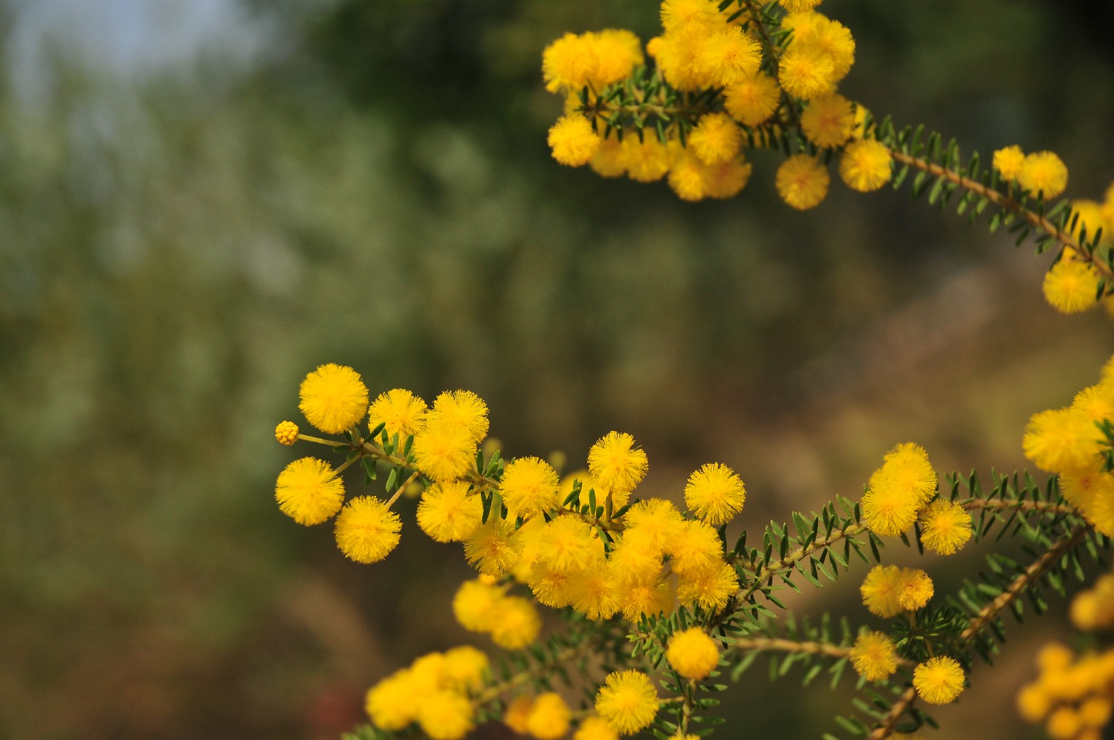 Acacia conferta - PictureThis