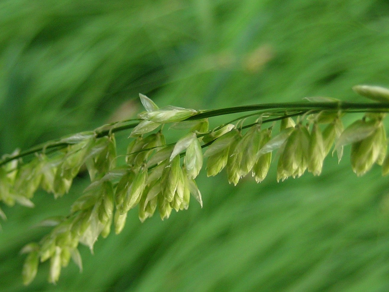 Melica scabrosa - PictureThis