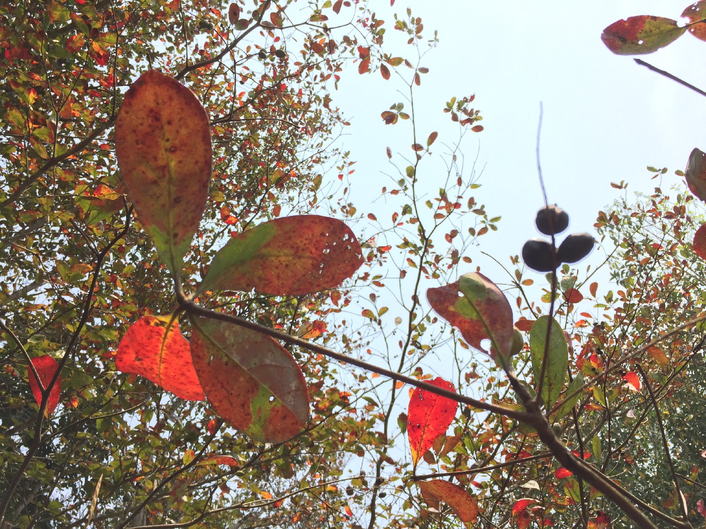 Terminalia muelleri - PictureThis