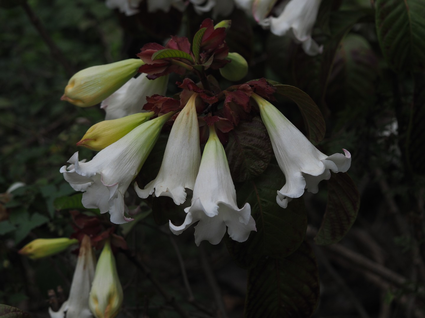 Trompeta blanca (Beaumontia grandiflora) - PictureThis