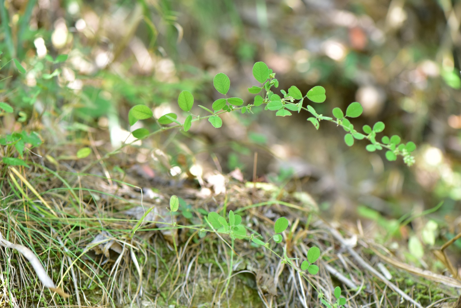 ネコハギ (Lespedeza pilosa) 花言葉，毒性，よくある質問 - PictureThis
