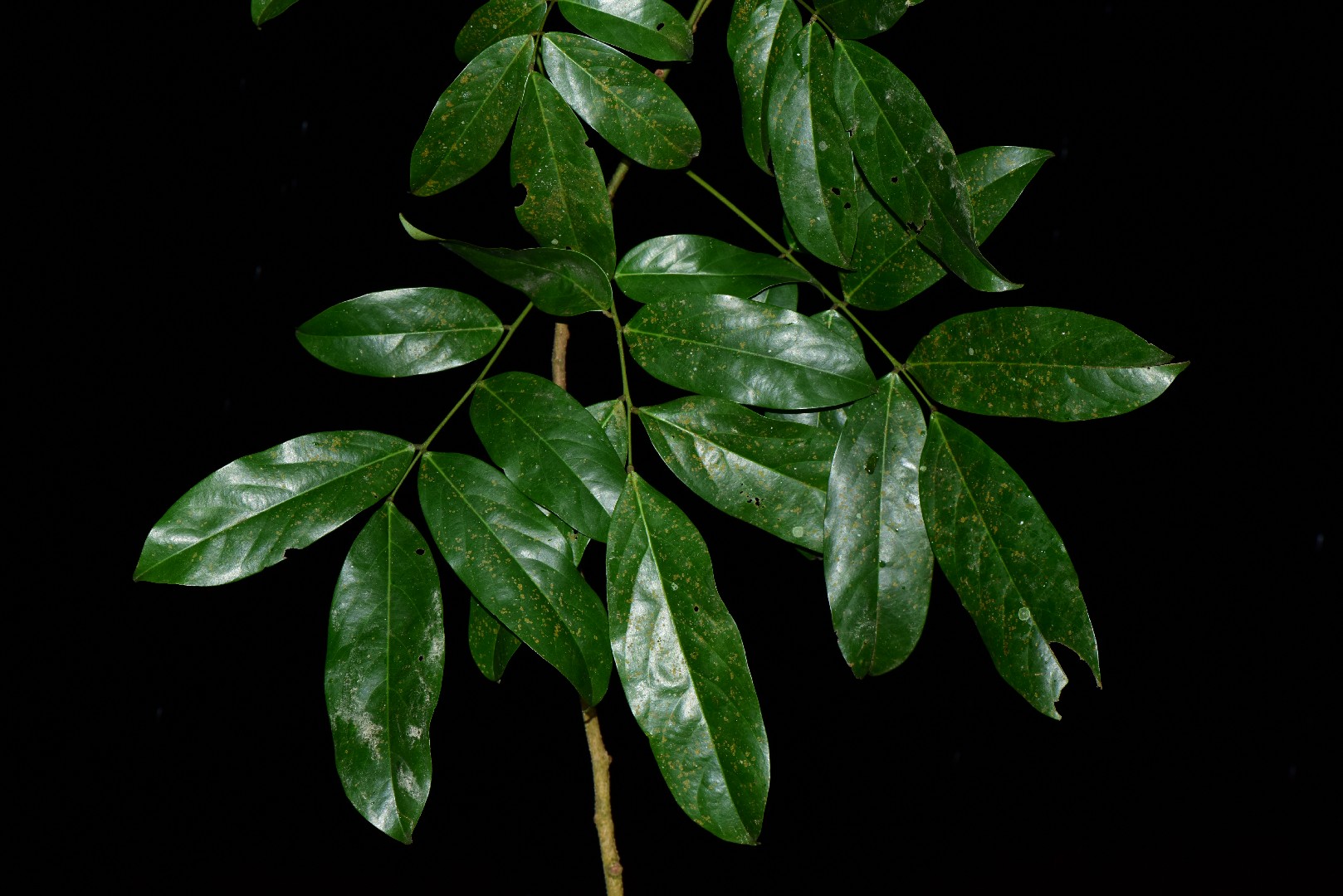 Connarus paniculatus - PictureThis