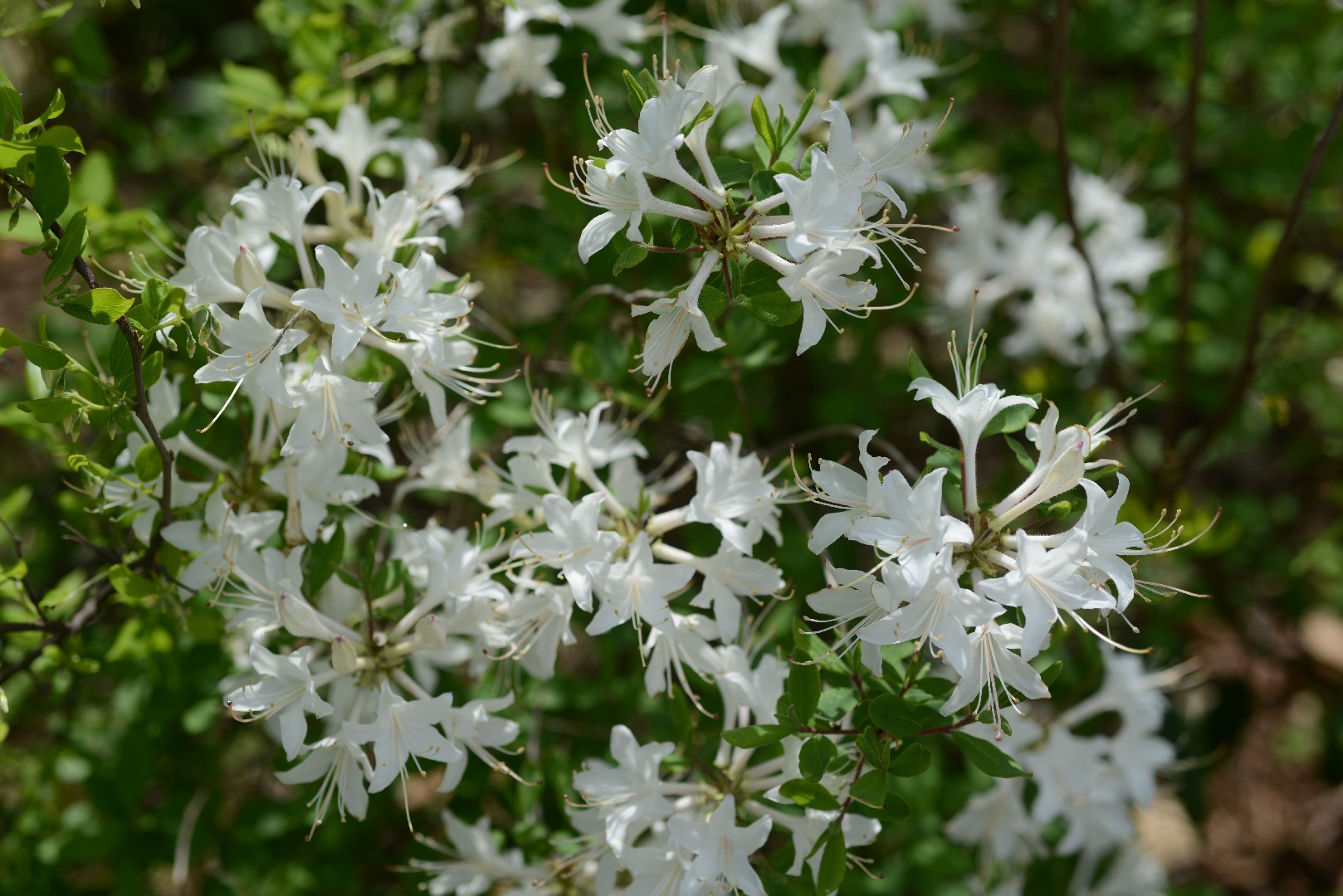 Rhododendron atlanticum - PictureThis