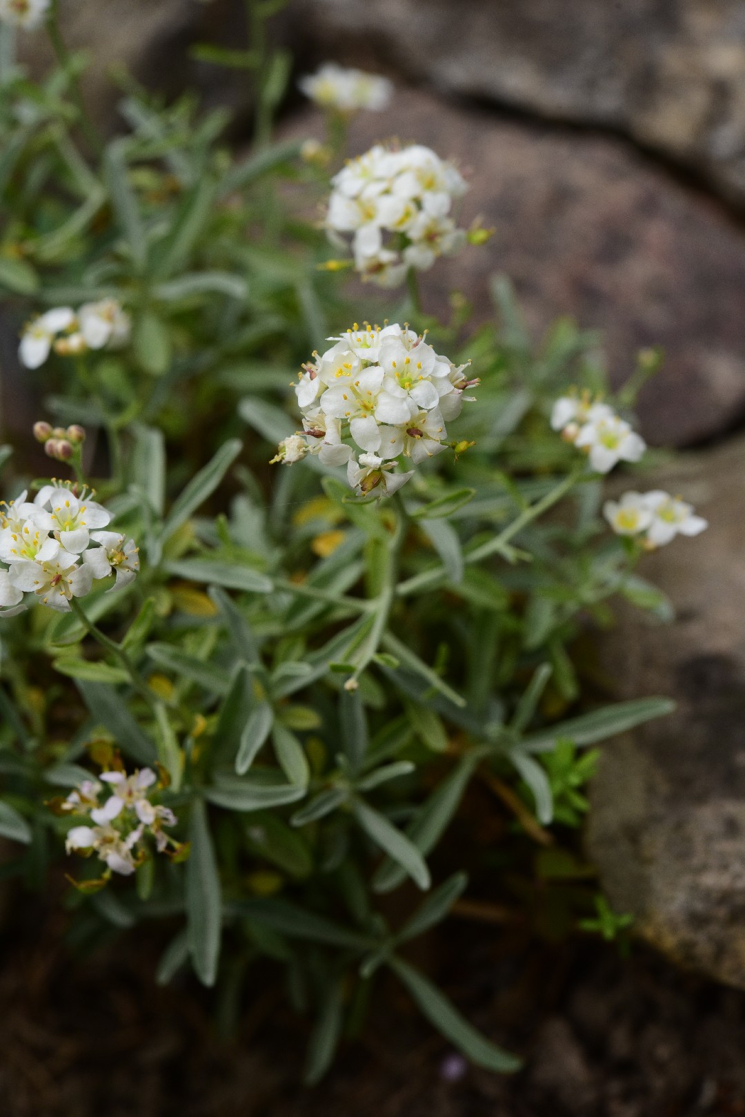 Hormathophylla Flower, Leaf, Care, Uses - PictureThis