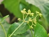 Kach (Parabaena sagittata) Flower, Leaf, Care, Uses - PictureThis
