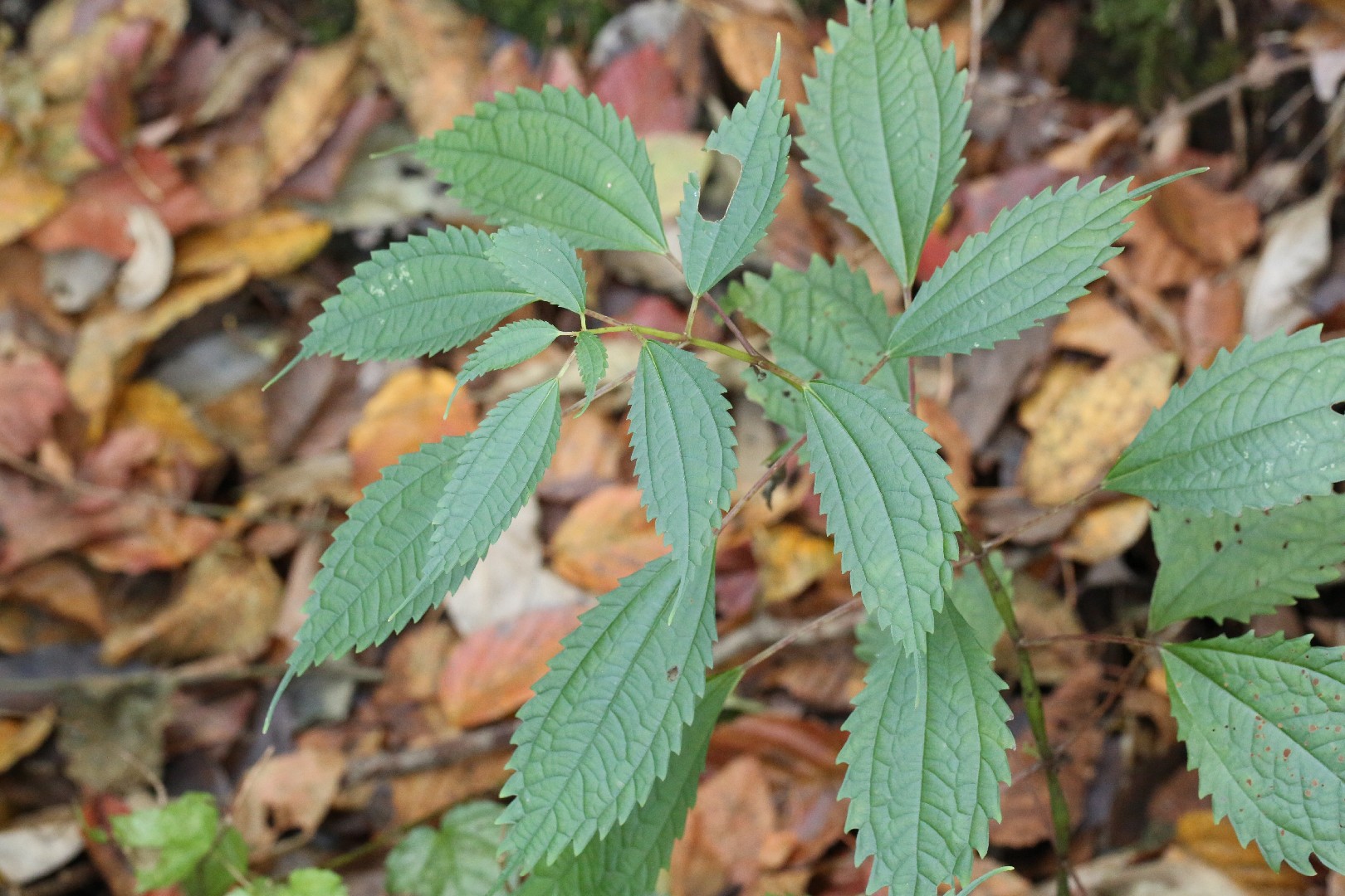 Clearweed (Pilea) Flower, Leaf, Care, Uses - PictureThis