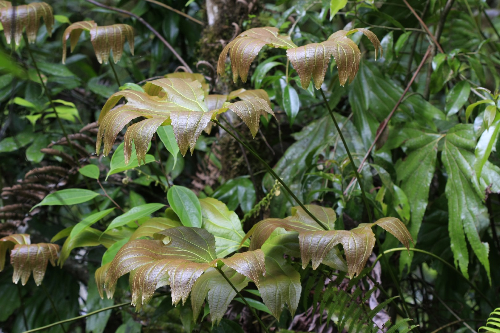 ️️ How to Prune Dipteris chinensis