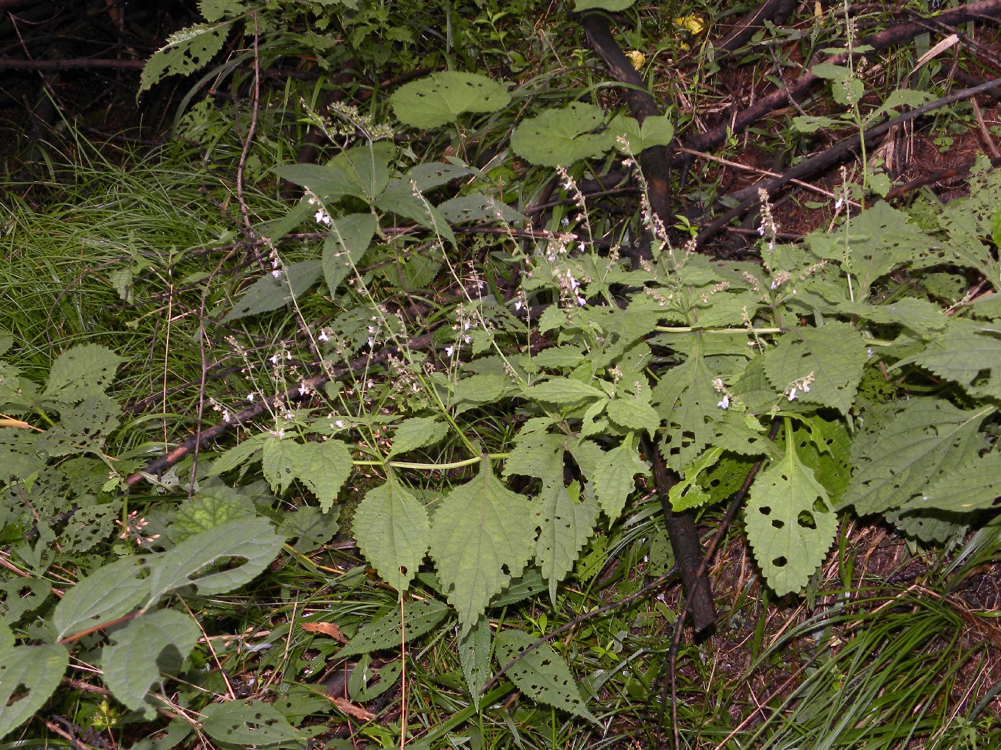 Isodon Care (Watering, Fertilize, Pruning, Propagation) - PictureThis