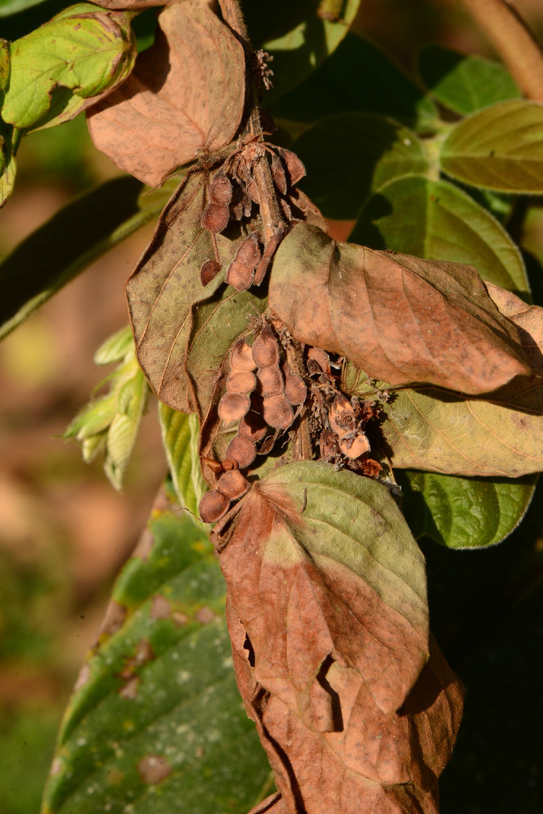 Phyllodium longipes Flower, Leaf, Care, Uses - PictureThis