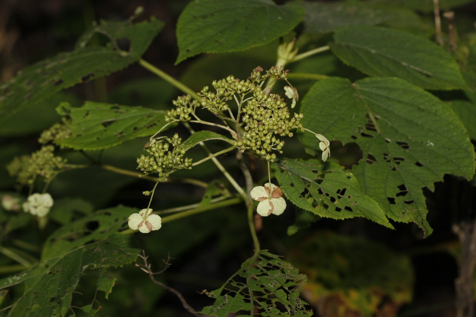 Hydrangea longipes - PictureThis