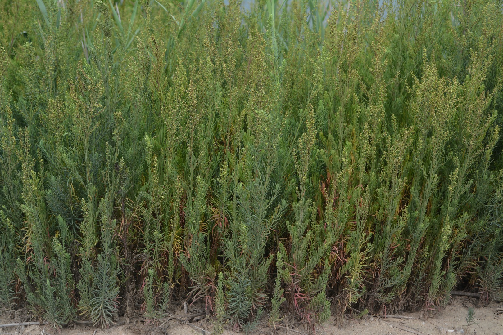 Suaeda glauca - PictureThis