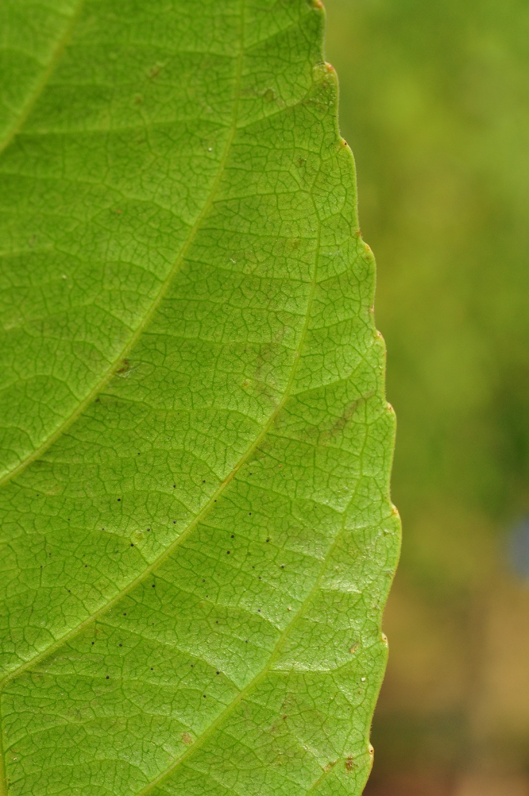 Homalium ceylanicum - PictureThis