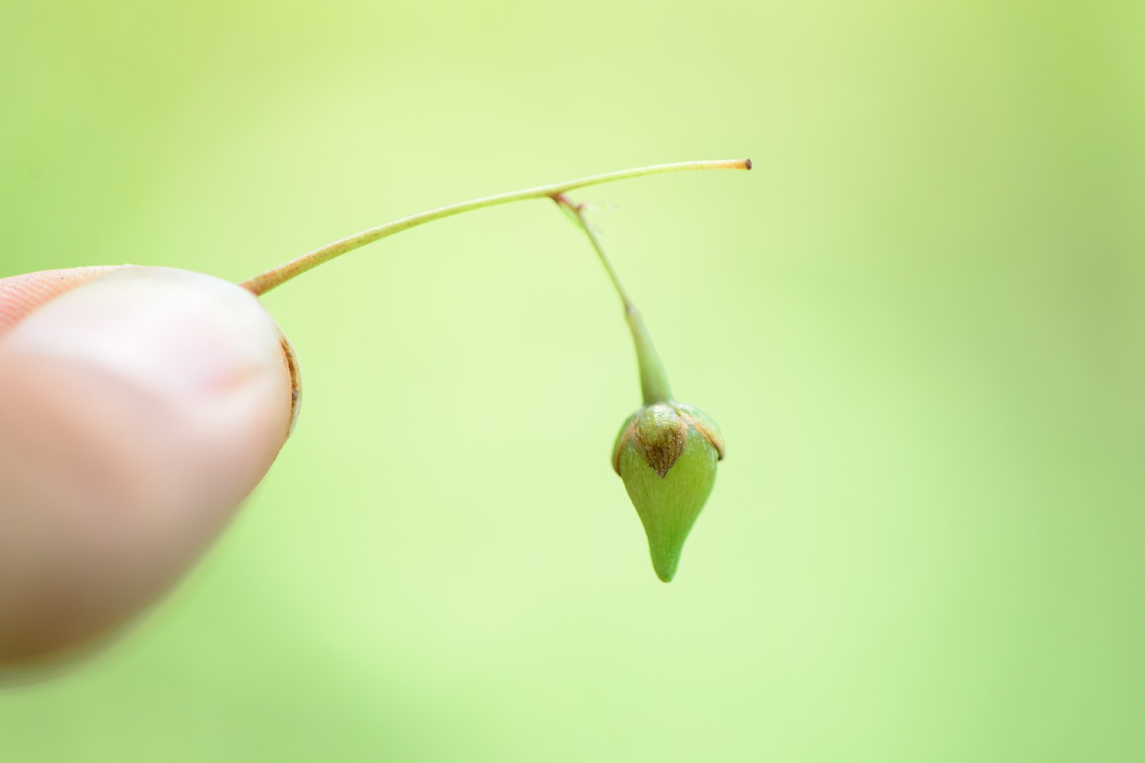 Croomia japonica - PictureThis