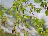 Himalayan birch (Betula utilis) Flower, Leaf, Care, Uses - PictureThis