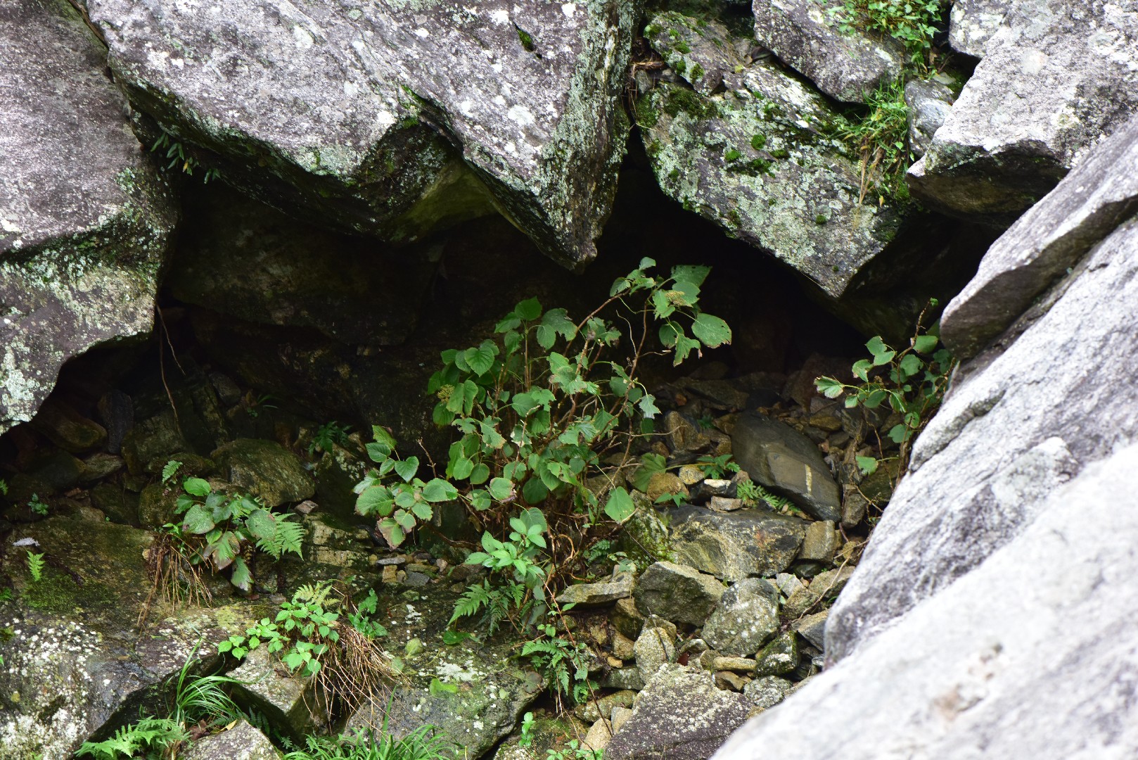Hydrangea longipes - PictureThis