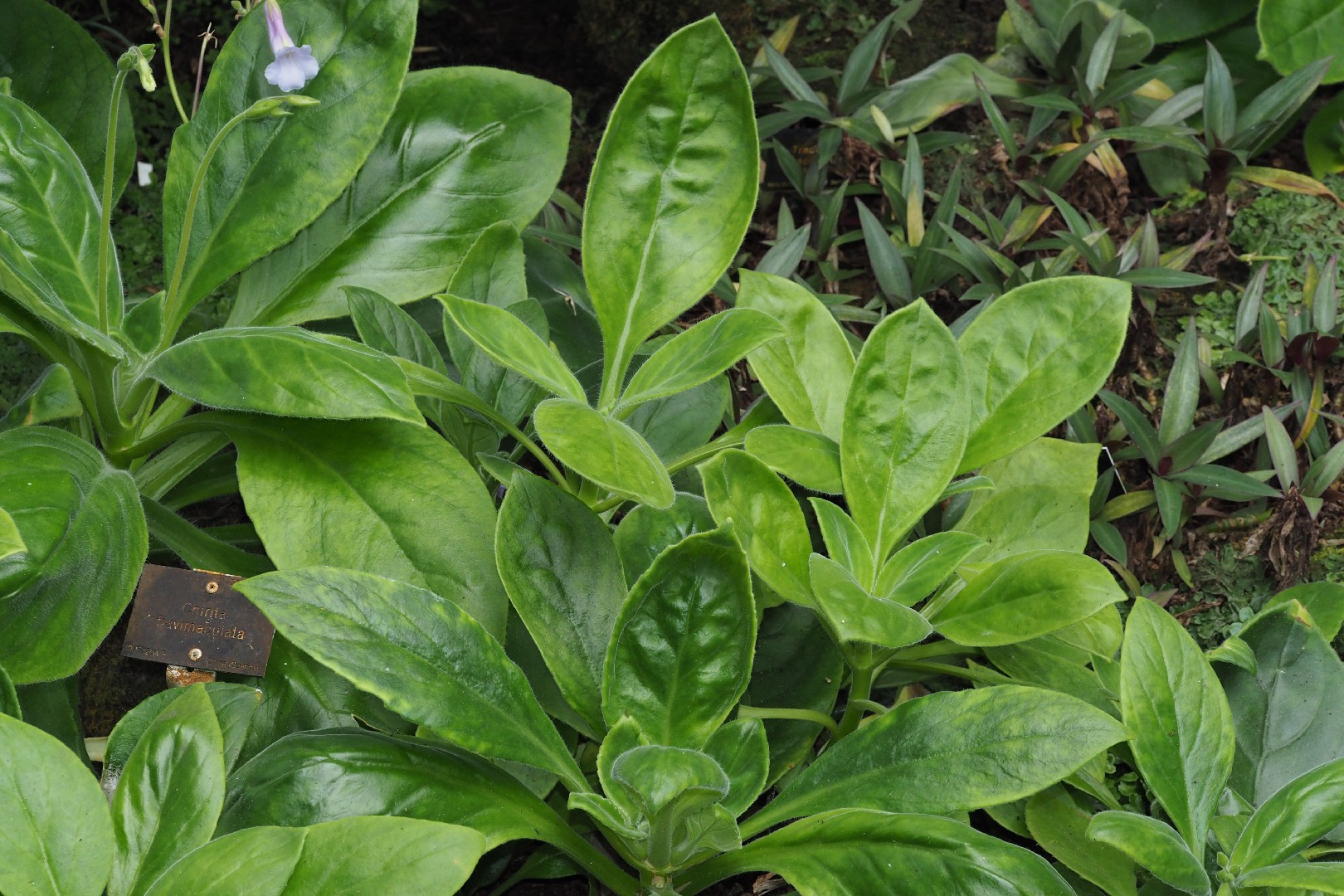 Chirita Flower, Leaf, Care, Uses - PictureThis