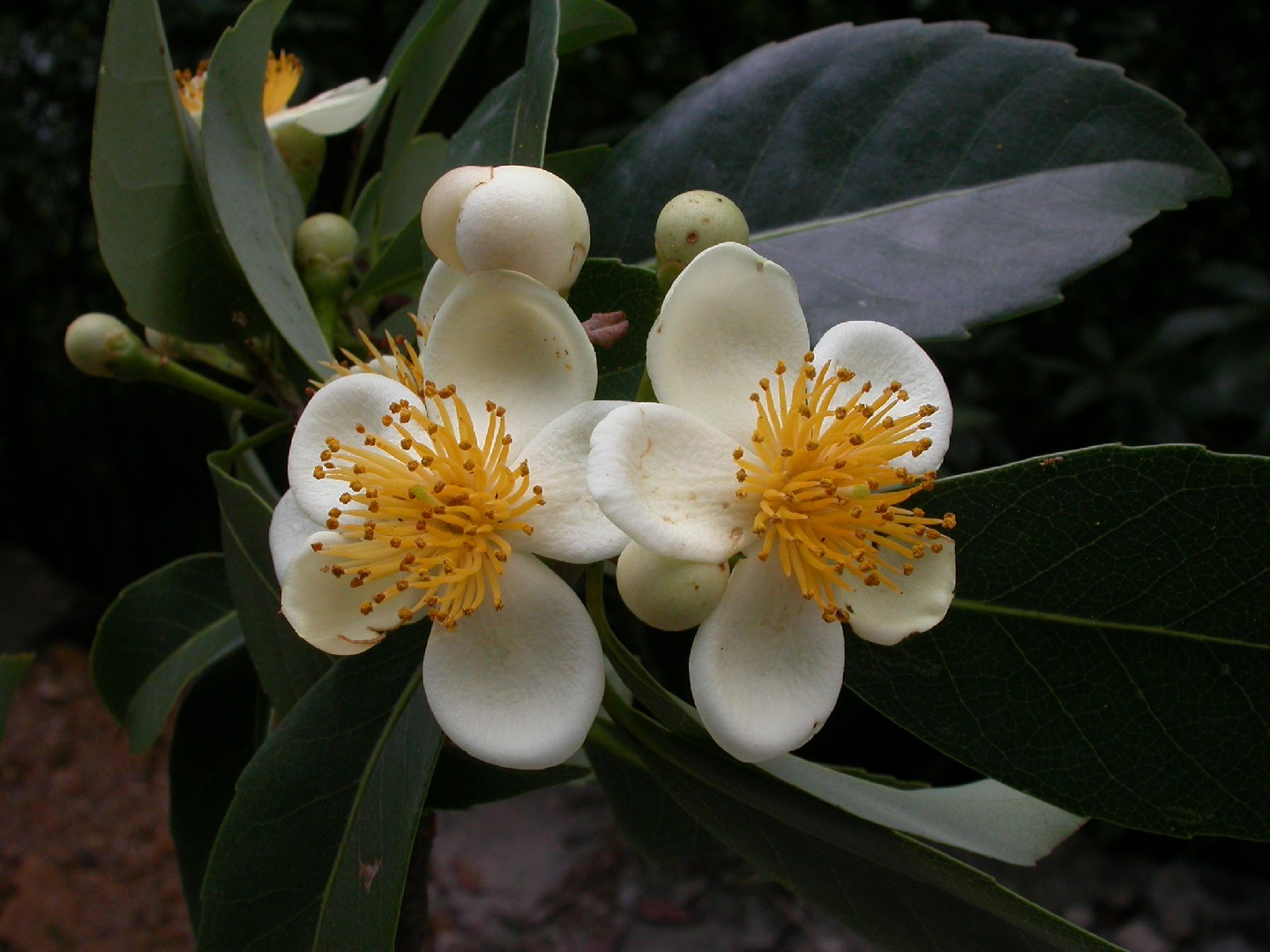 イジュ (Schima superba) 花言葉，毒性，よくある質問 - PictureThis