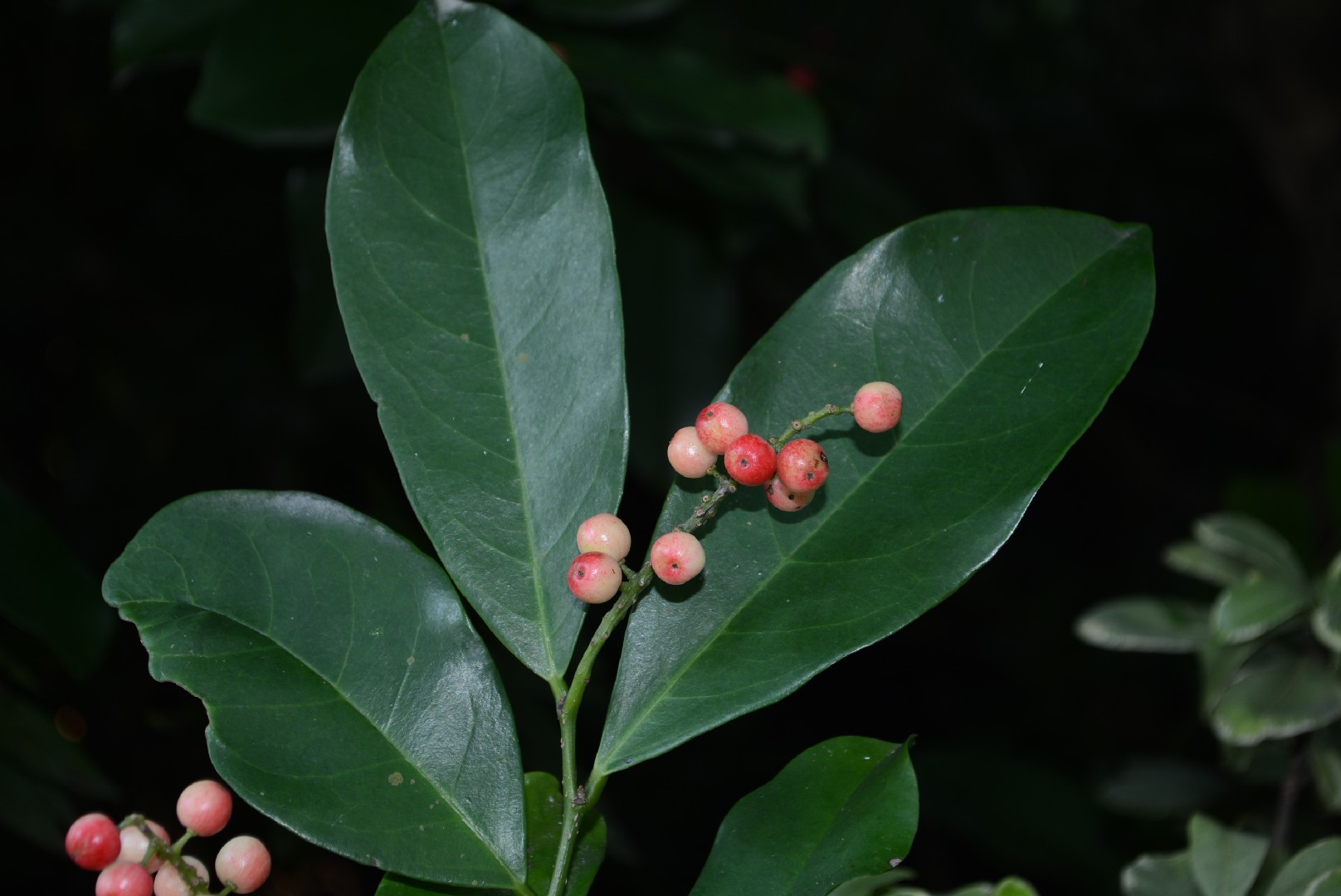 Bignay (Antidesma bunius) Flower, Leaf, Care, Uses - PictureThis