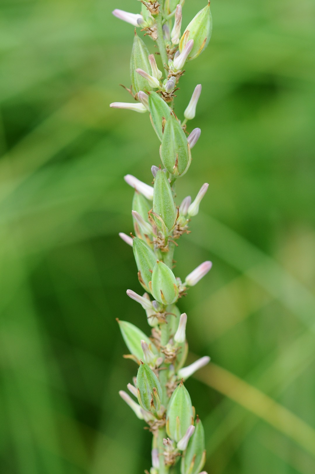 Anemarrhena asphodeloides - PictureThis