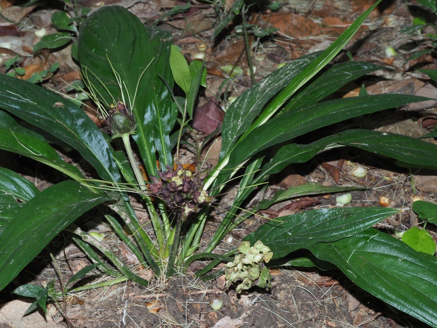 Tacca plantaginea - PictureThis