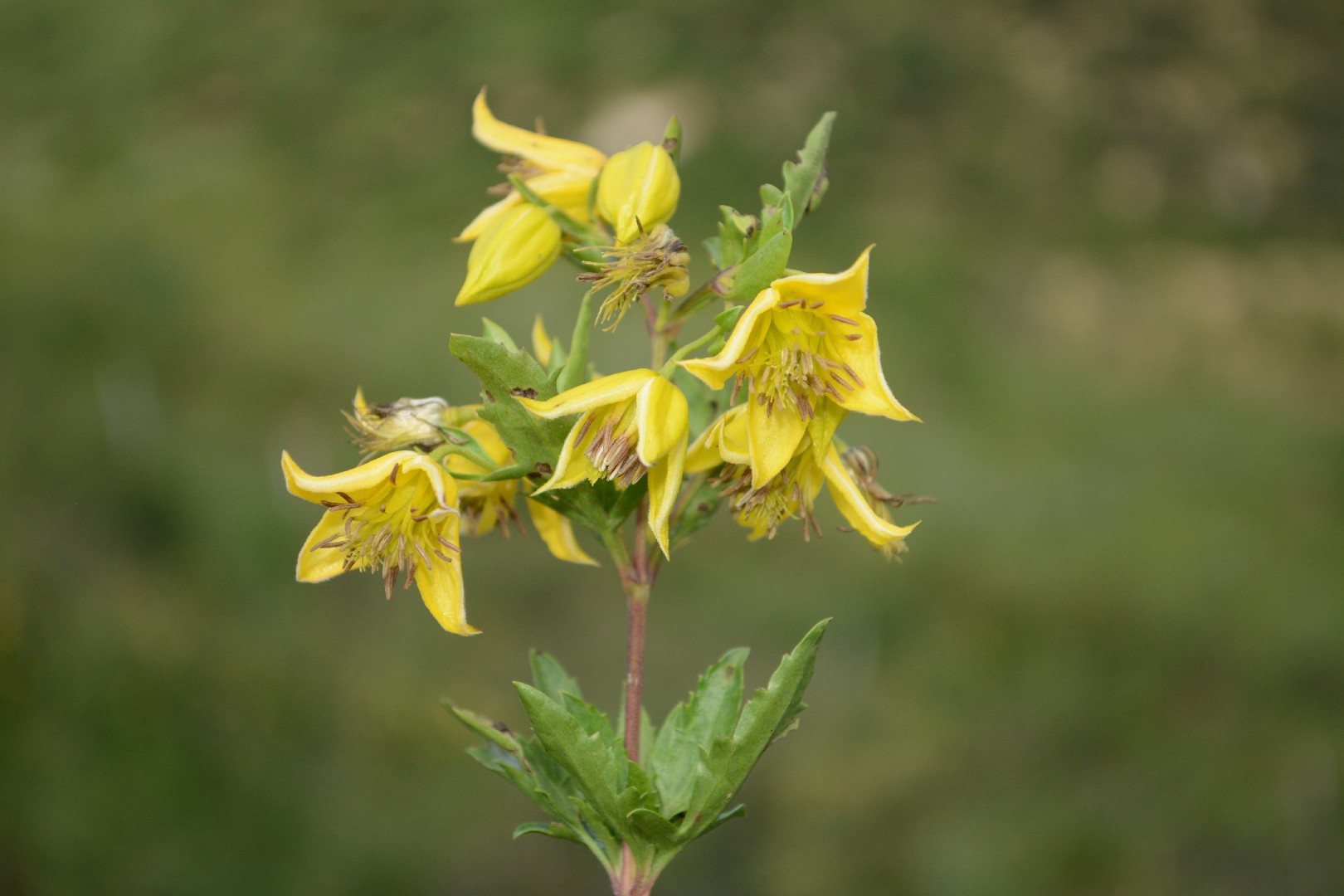 🍀 Como Cultivar e Cuidar de Clematis fruticosa