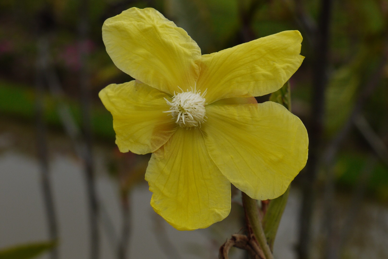 Dillenia Flower, Leaf, Care, Uses - PictureThis