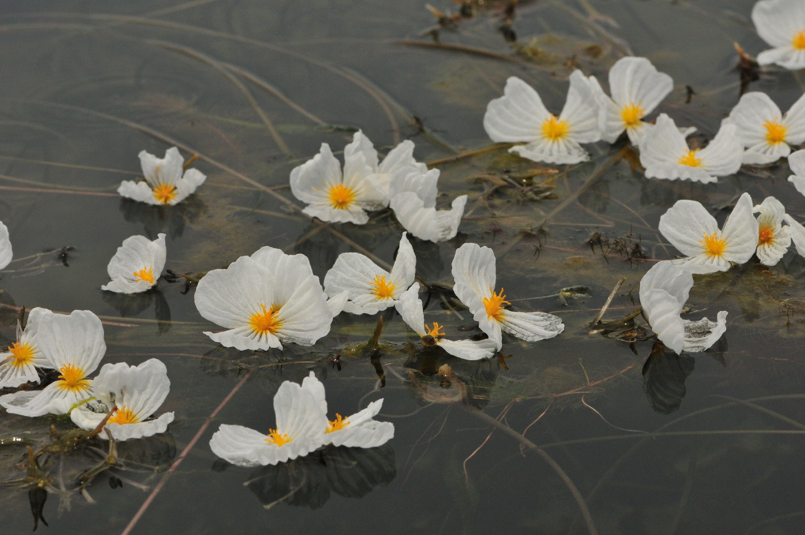 Ottelia acuminata 照顧，種植，繁殖，開花時間 - PictureThis