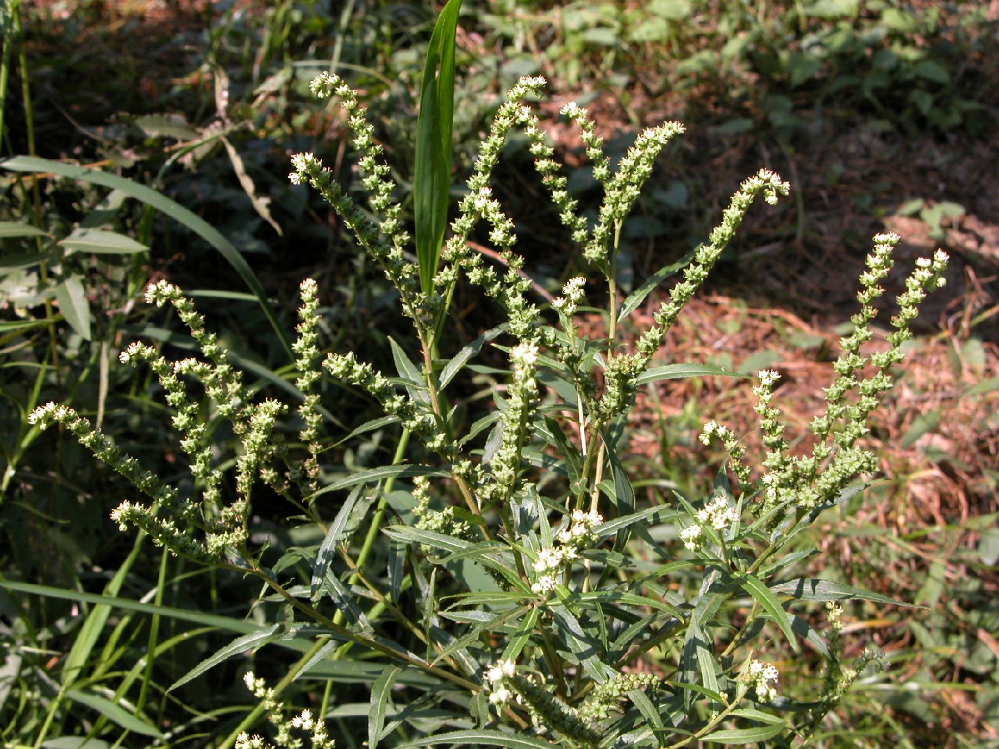 Penthorum chinense - PictureThis