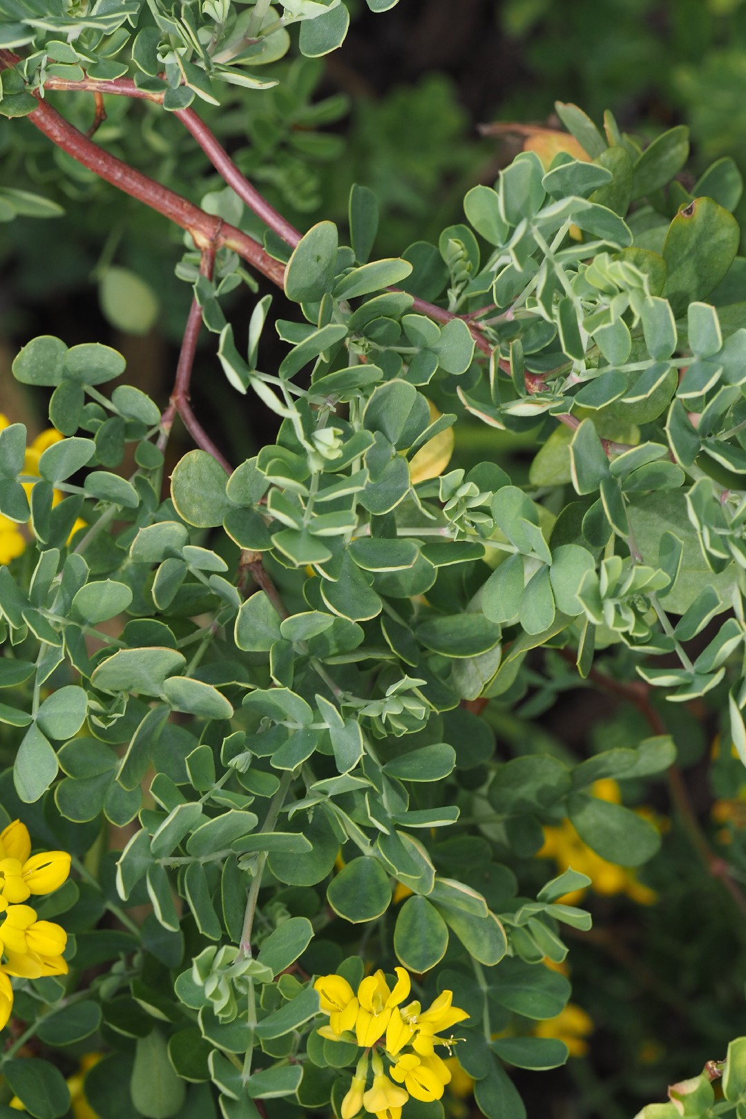 Ruda inglesa (Coronilla valentina subsp. glauca) - PictureThis